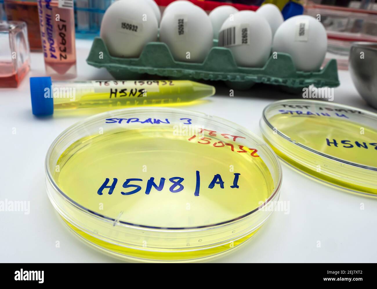 new strain of H5N8 avian influenza infected in humans, petri dish with ...