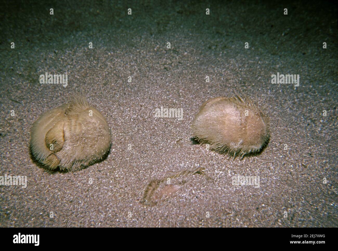 Heart urchin hi-res stock photography and images - Alamy