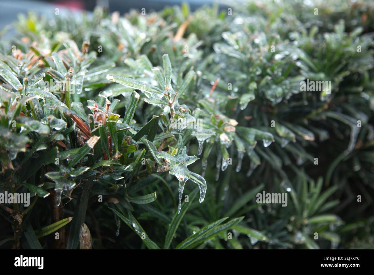 Green plant bush covered with ic; the coldest week in Texas due to a ...