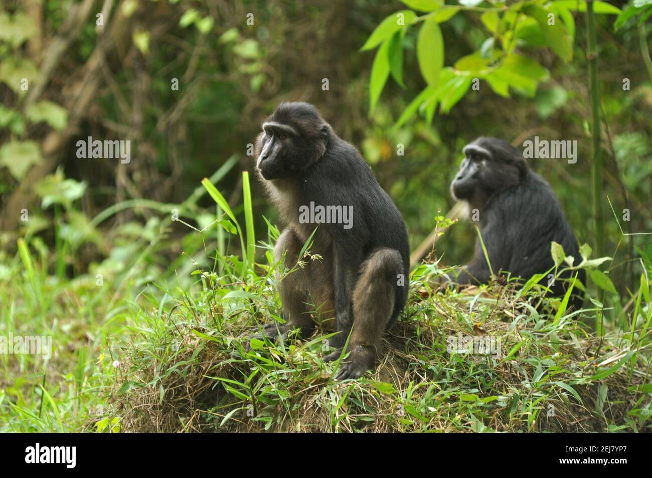 A Sulawesi black macaque (Macaca Tonkeana) was seen in the Mountains ...