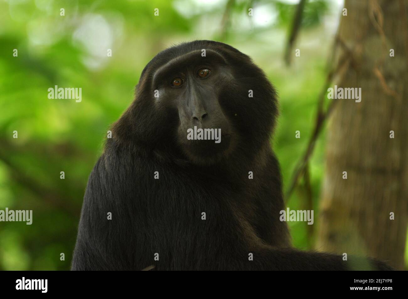 A Sulawesi black macaque (Macaca Tonkeana) was seen in the Mountains ...