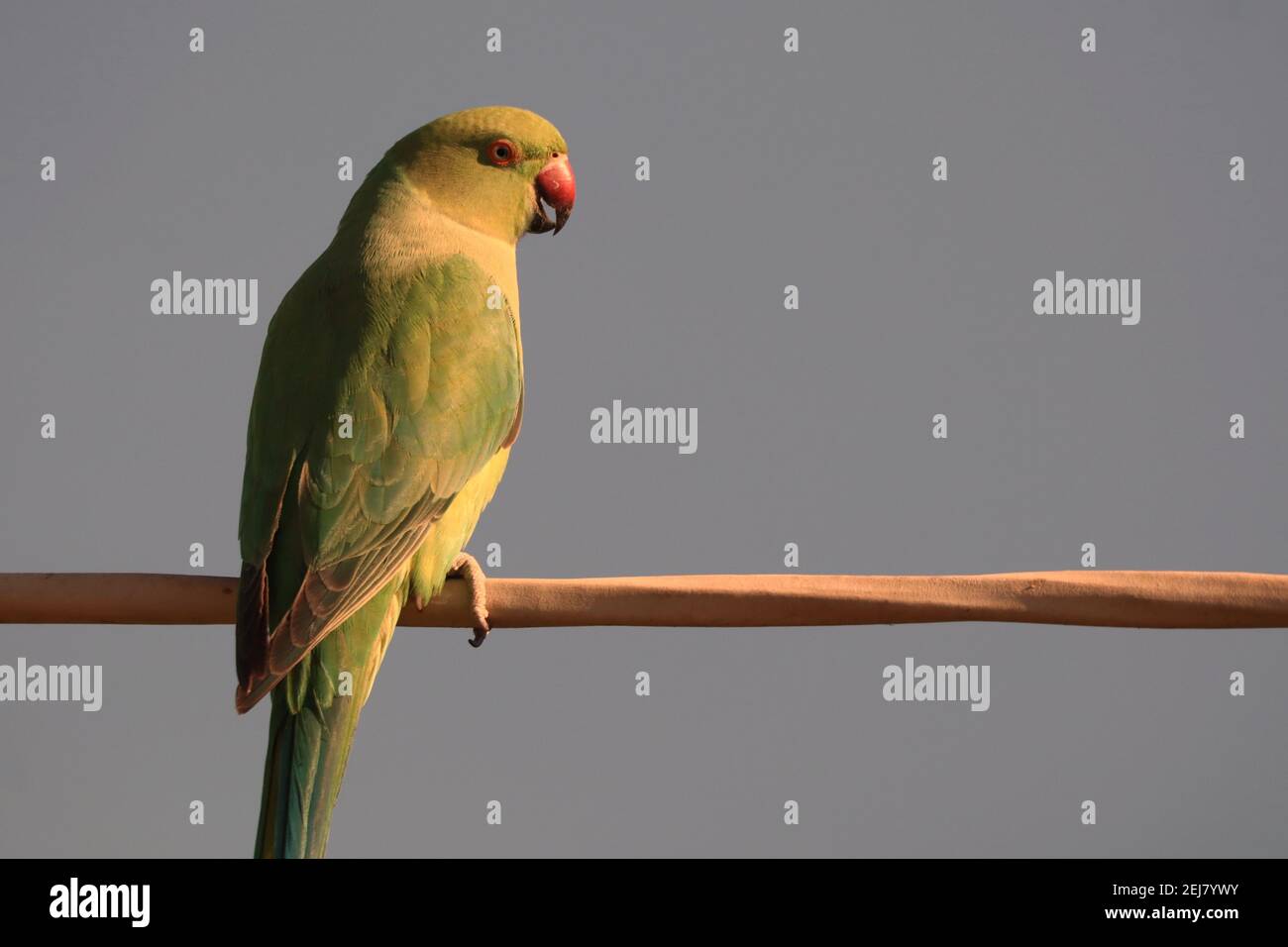 Blue indian ring necked parrot hi-res stock photography and images - Alamy