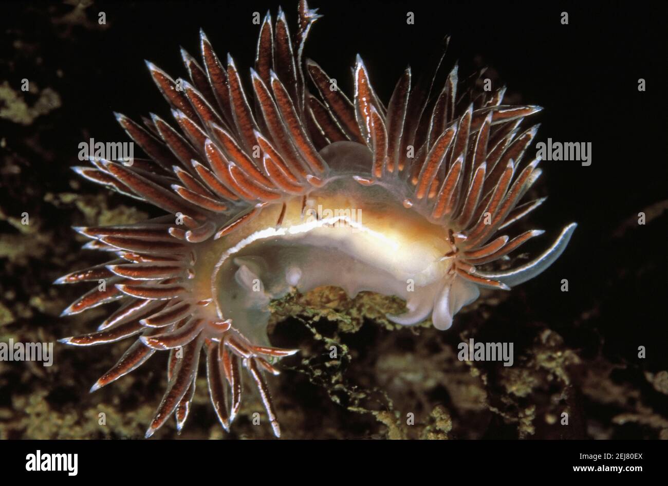 Fjordia lineata hi-res stock photography and images - Alamy