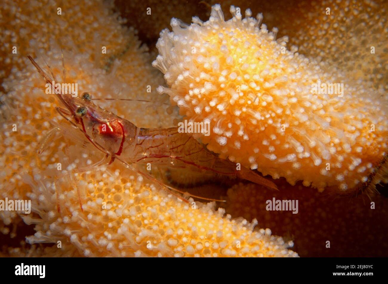 Northern prawn or pink shrimp (Pandalus montagui) on dead man's fingers ...