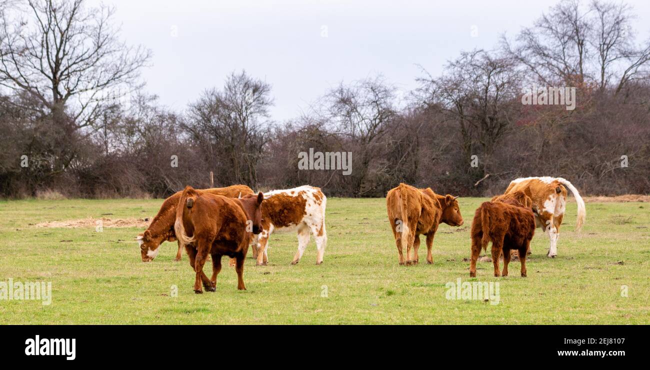 flock of cows in pasture Stock Photo - Alamy
