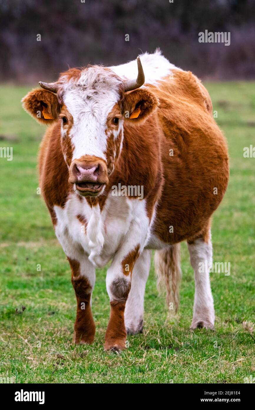 portrait of cow in pasture Stock Photo - Alamy
