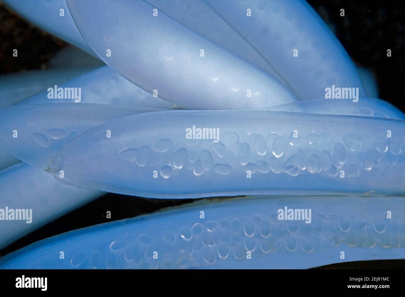 Egg sacs of the common or european squid (Loligo vulgaris) showing ...