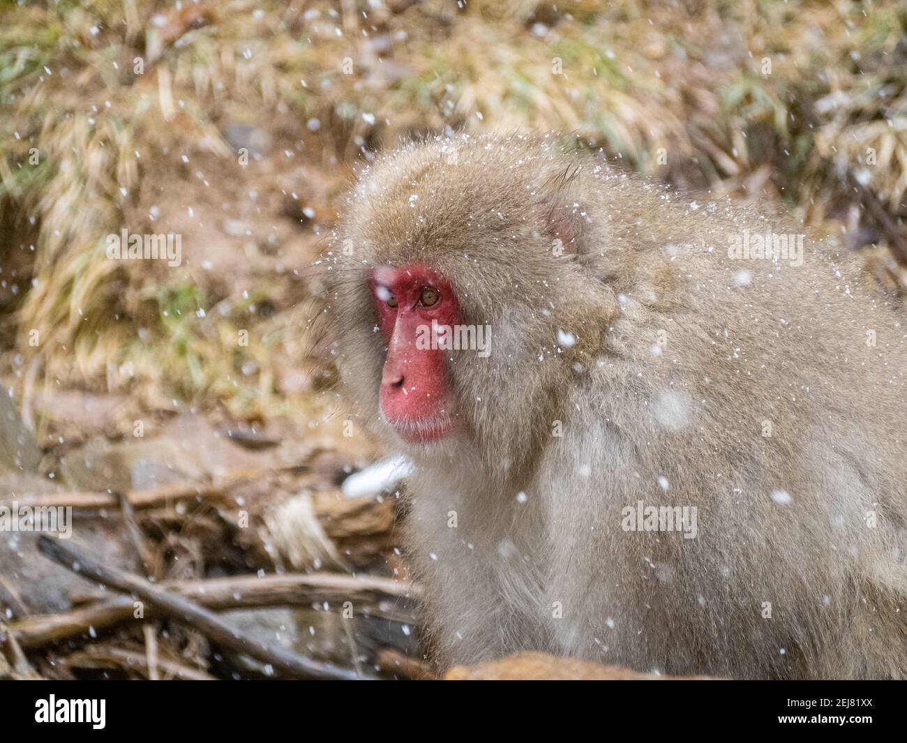 Closeup of a Japanese macaque or snow monkey outdoors on a snowy day ...
