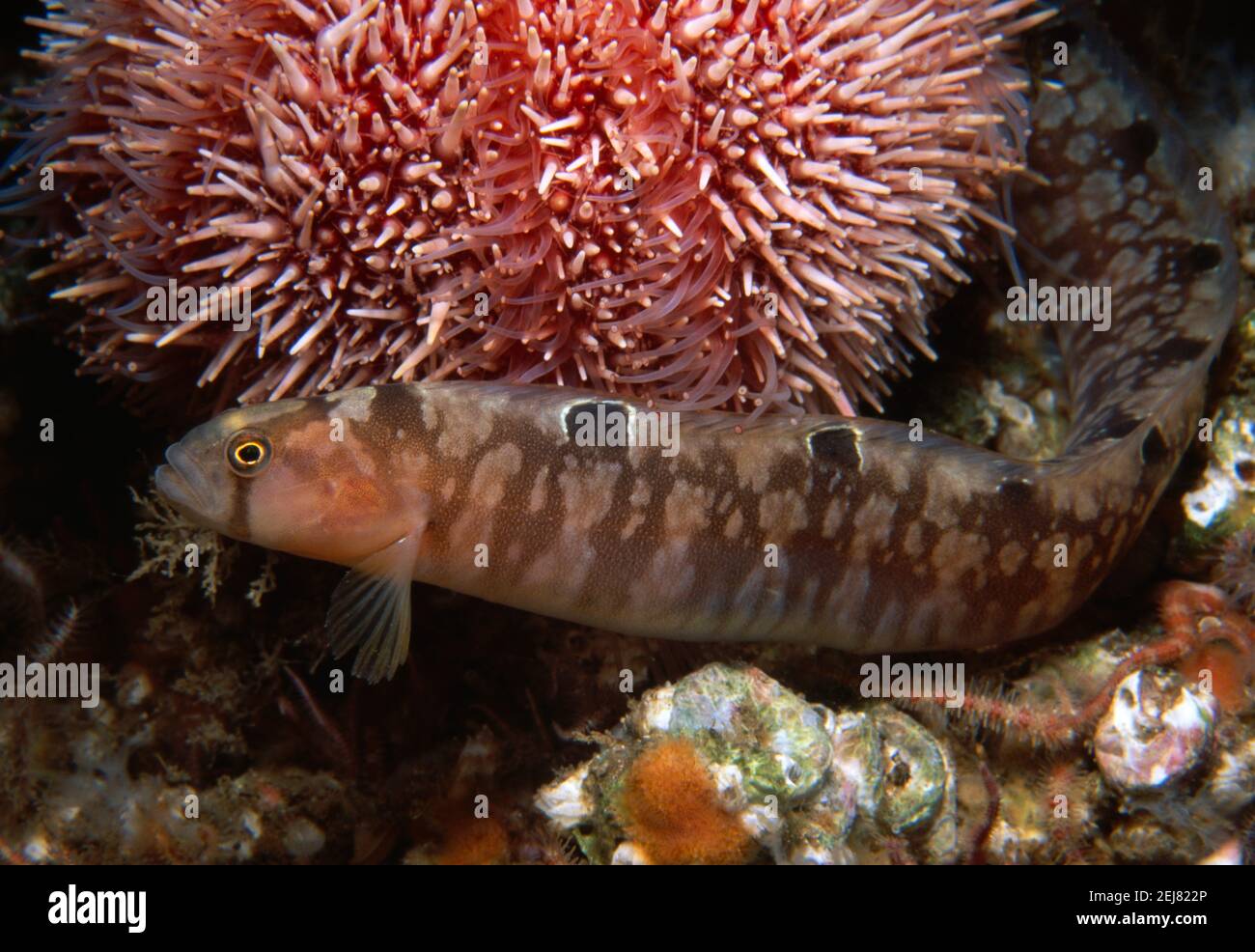 The gunnel hi-res stock photography and images - Alamy