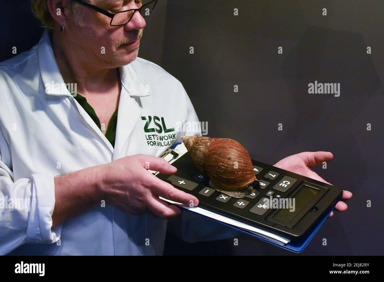 A Giant African land snail being counted at the ZSL London Zoo Annual ...
