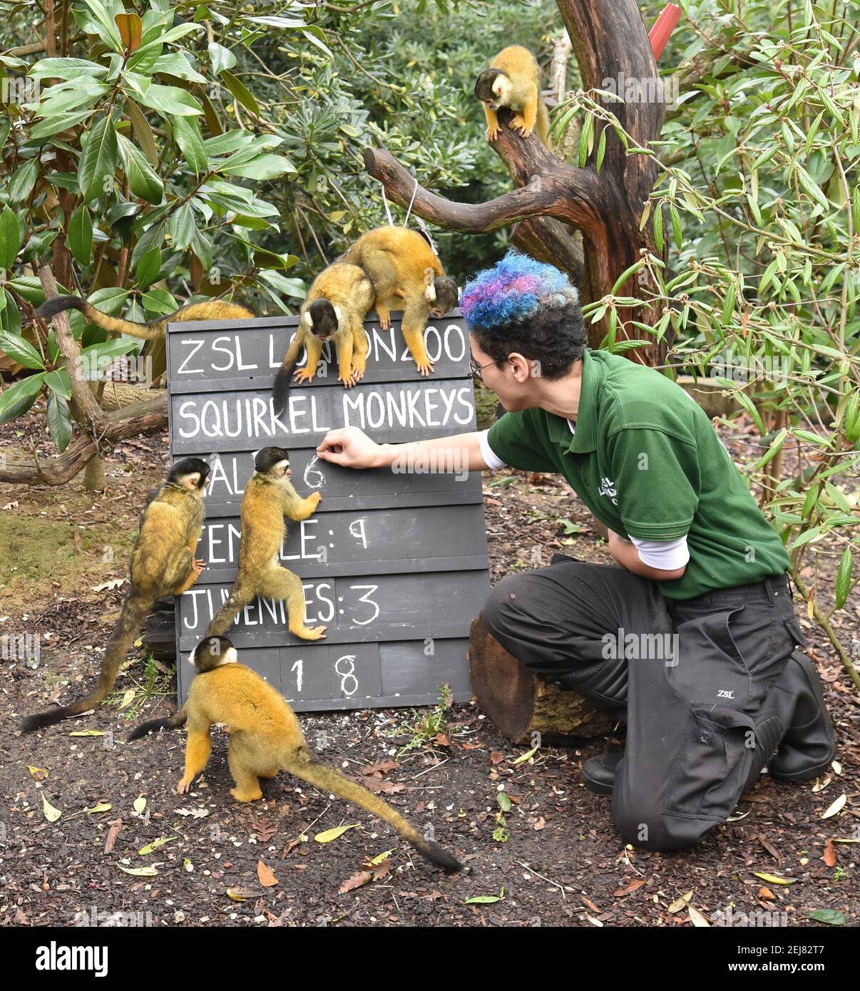 Bolivian black-capped squirrel monkeys being counted at the ZSL London ...