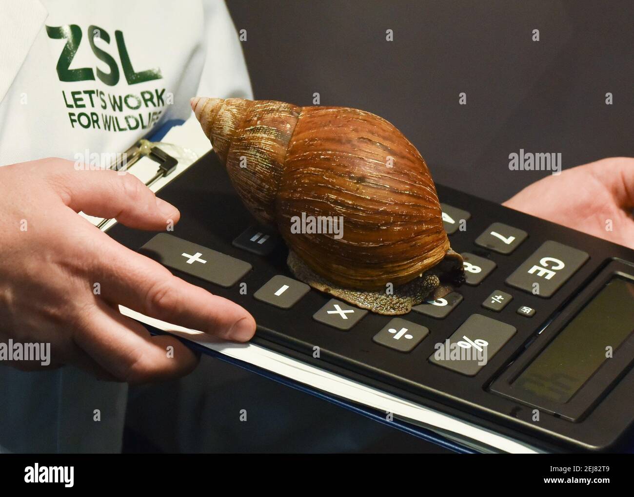 A Giant African land snail being counted at the ZSL London Zoo Annual ...