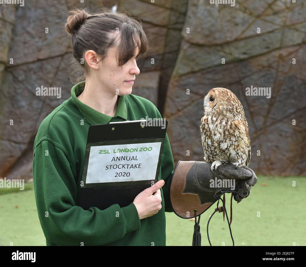 A Tawny Owl being counted at the ZSL London Zoo Annual Stock-take in ...