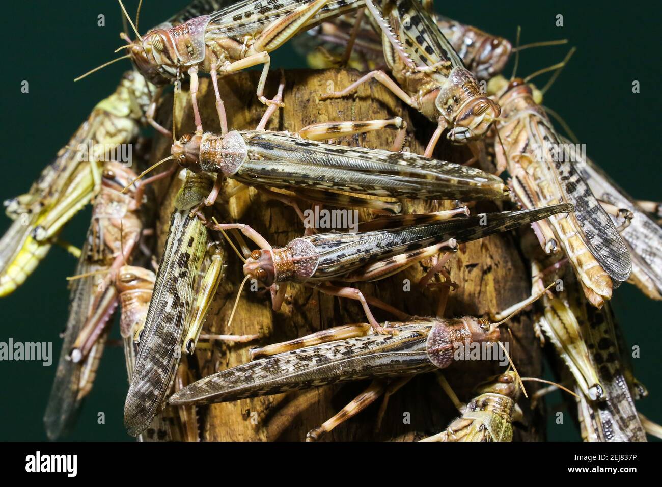 Swarms of Desert Locusts are seen during the annual stocktaking at ZSL ...