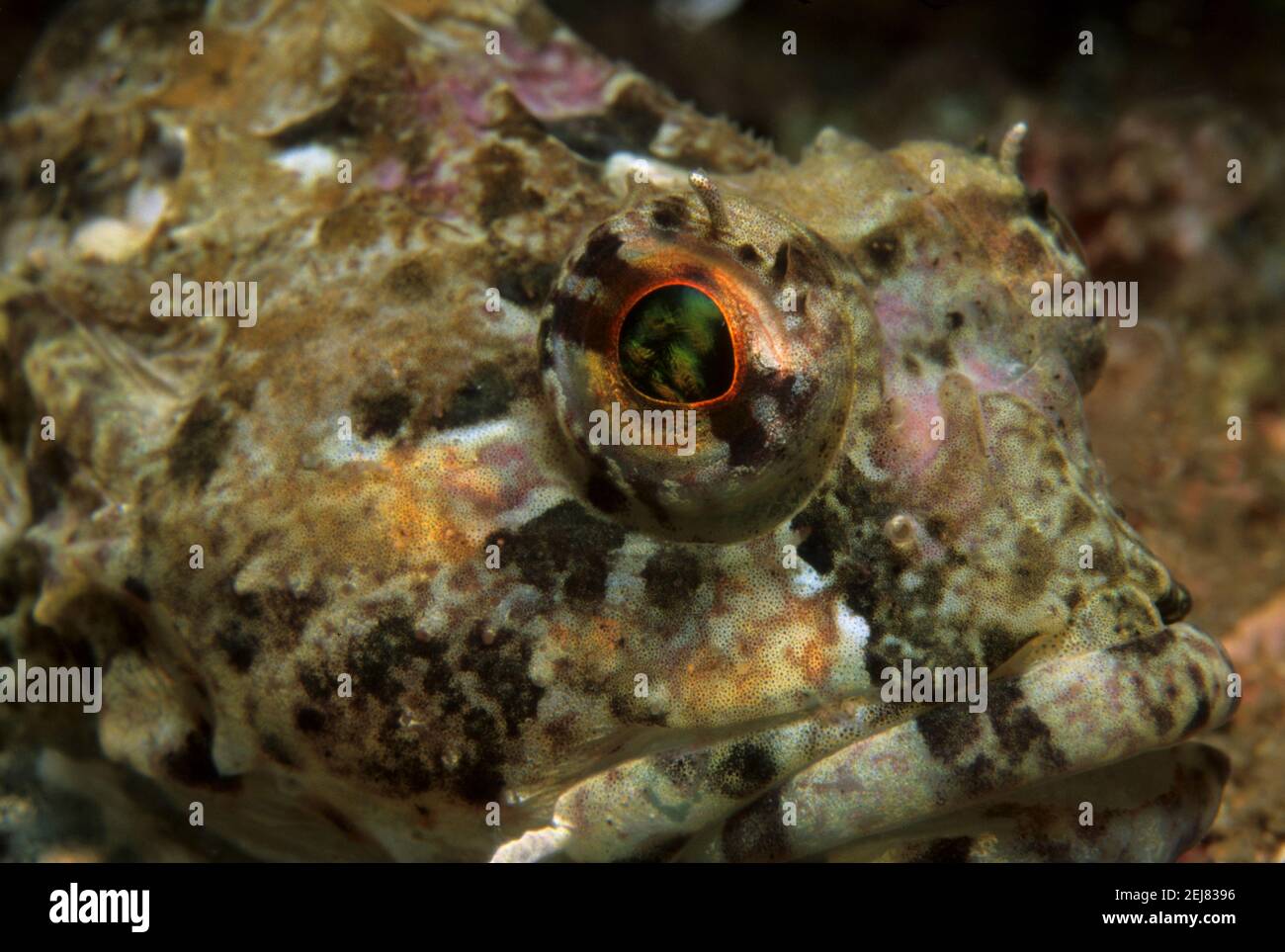 Taurulus Bubalis Uk High Resolution Stock Photography and Images - Alamy