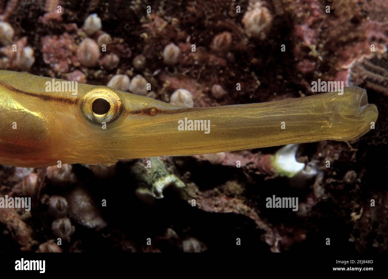 Snake pipefish scotland hi-res stock photography and images - Alamy