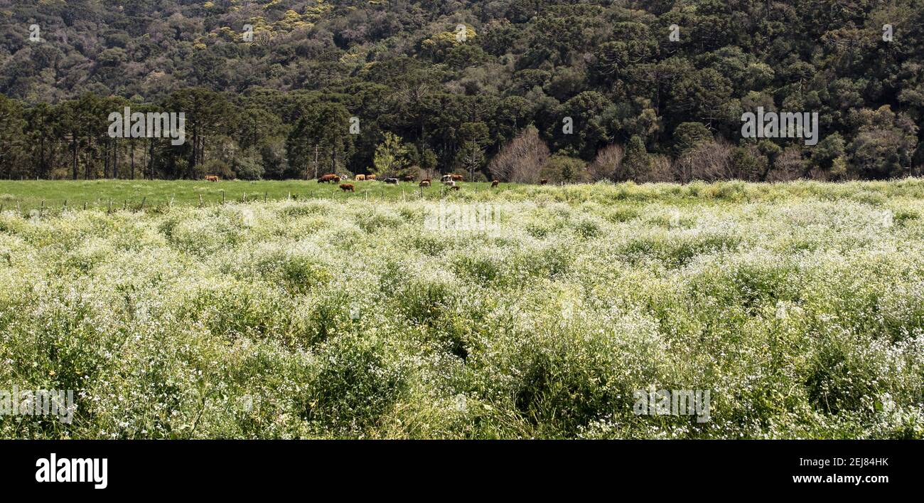 Rural landscape view in Brazil with grazing cattle Stock Photo - Alamy
