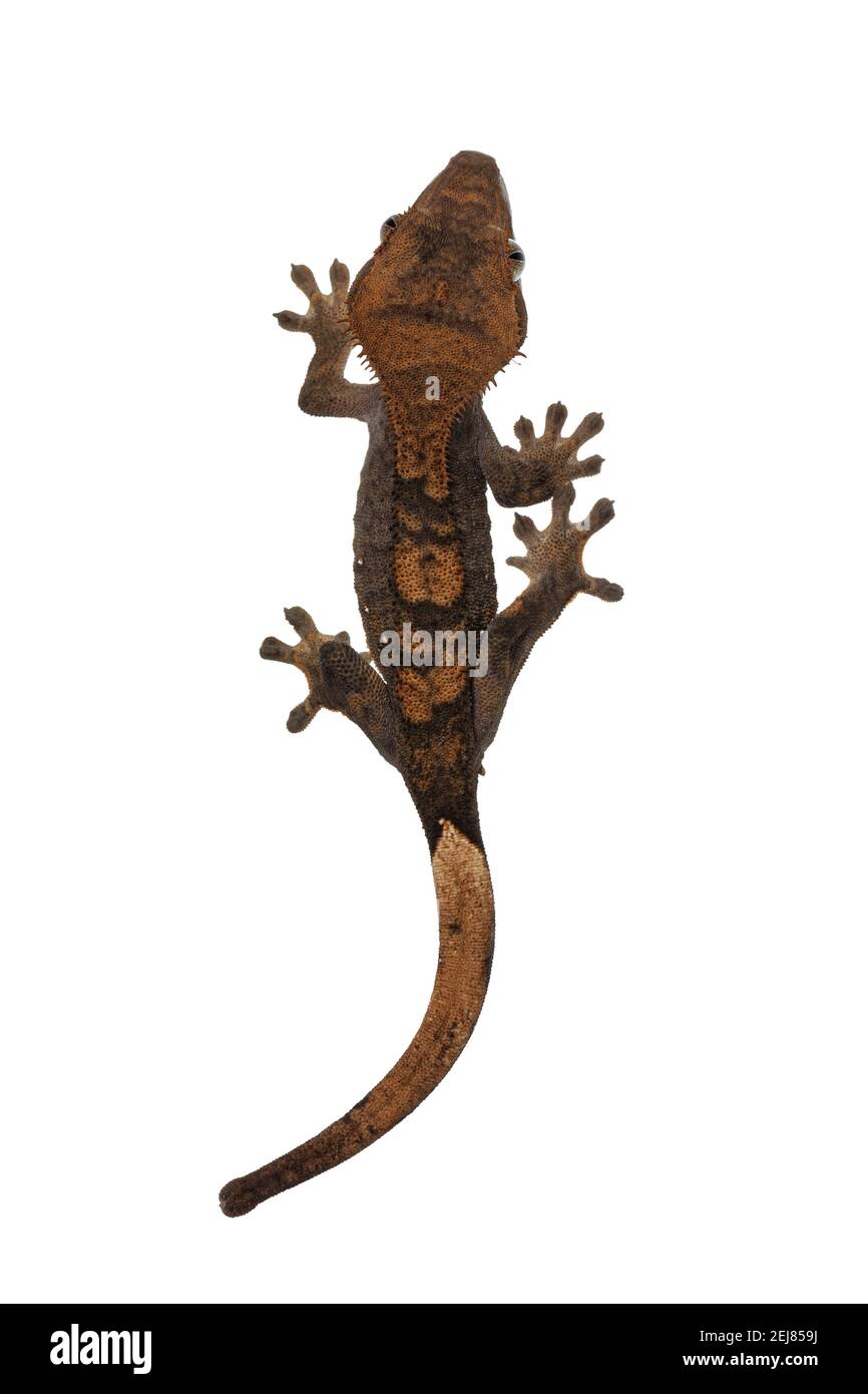 Top view of Crested Gecko aka Correlophus ciliatus. Standing on white ...