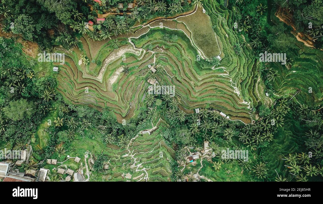 Aerial shot of Ubud rice fields in Bali, Indonesia Stock Photo - Alamy
