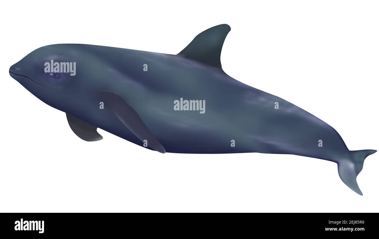 Dolphin tursiops truncatus Cut Out Stock Images & Pictures - Alamy