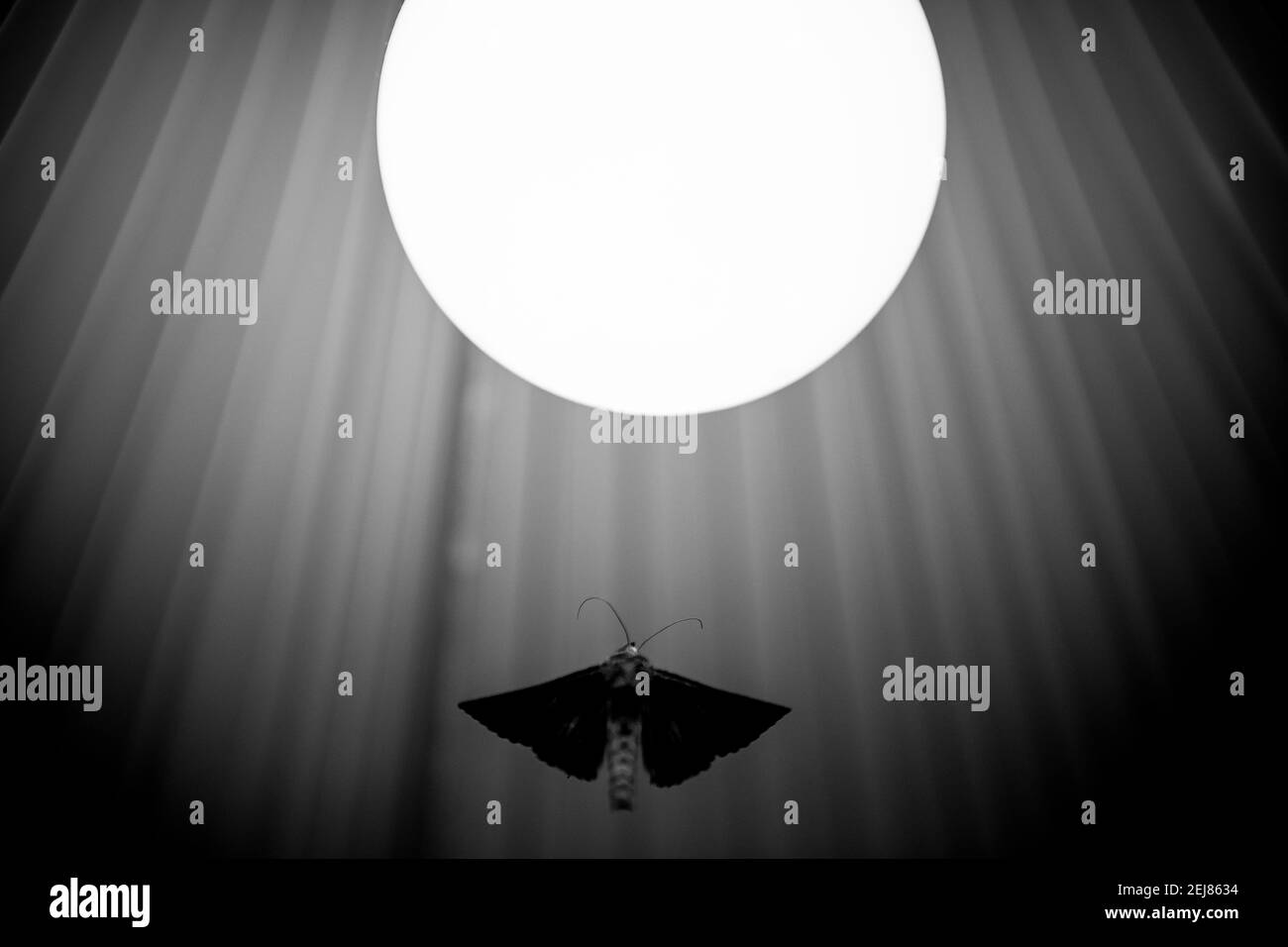 Moth light bulb hi-res stock photography and images - Alamy