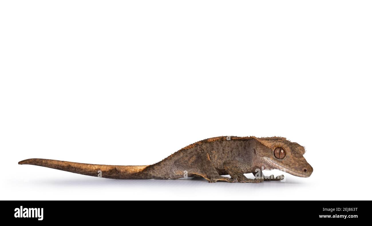 Eye level of gray grayish Crested Gecko aka Correlophus ciliatus ...