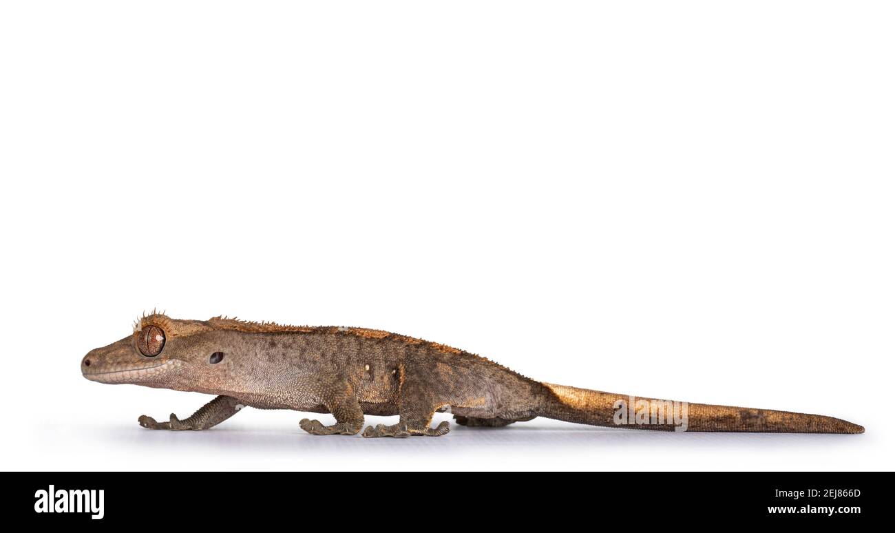 Eye level of gray grayish Crested Gecko aka Correlophus ciliatus ...