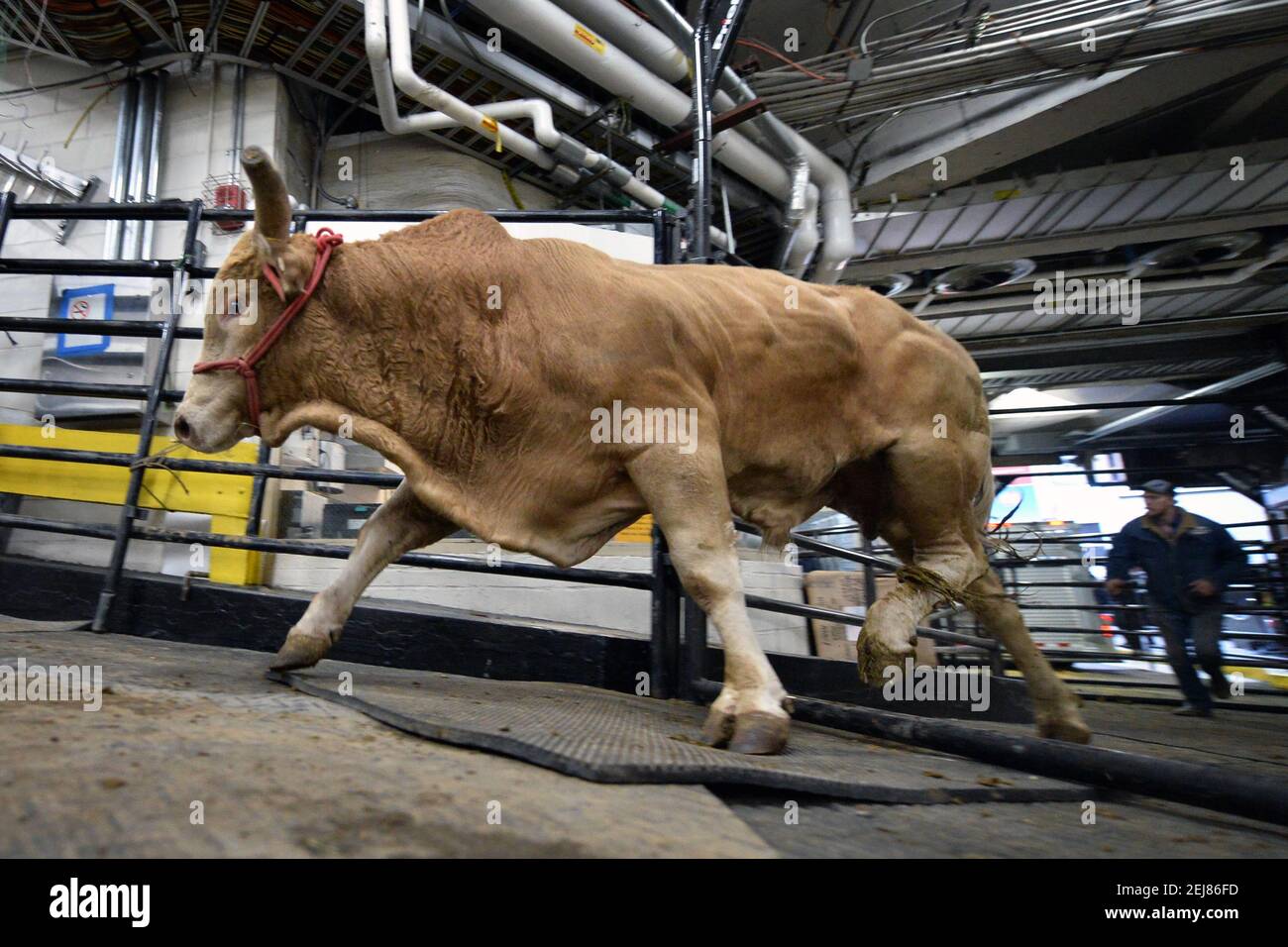 A bull is seen being loaded in from its transport through a metal gated ...