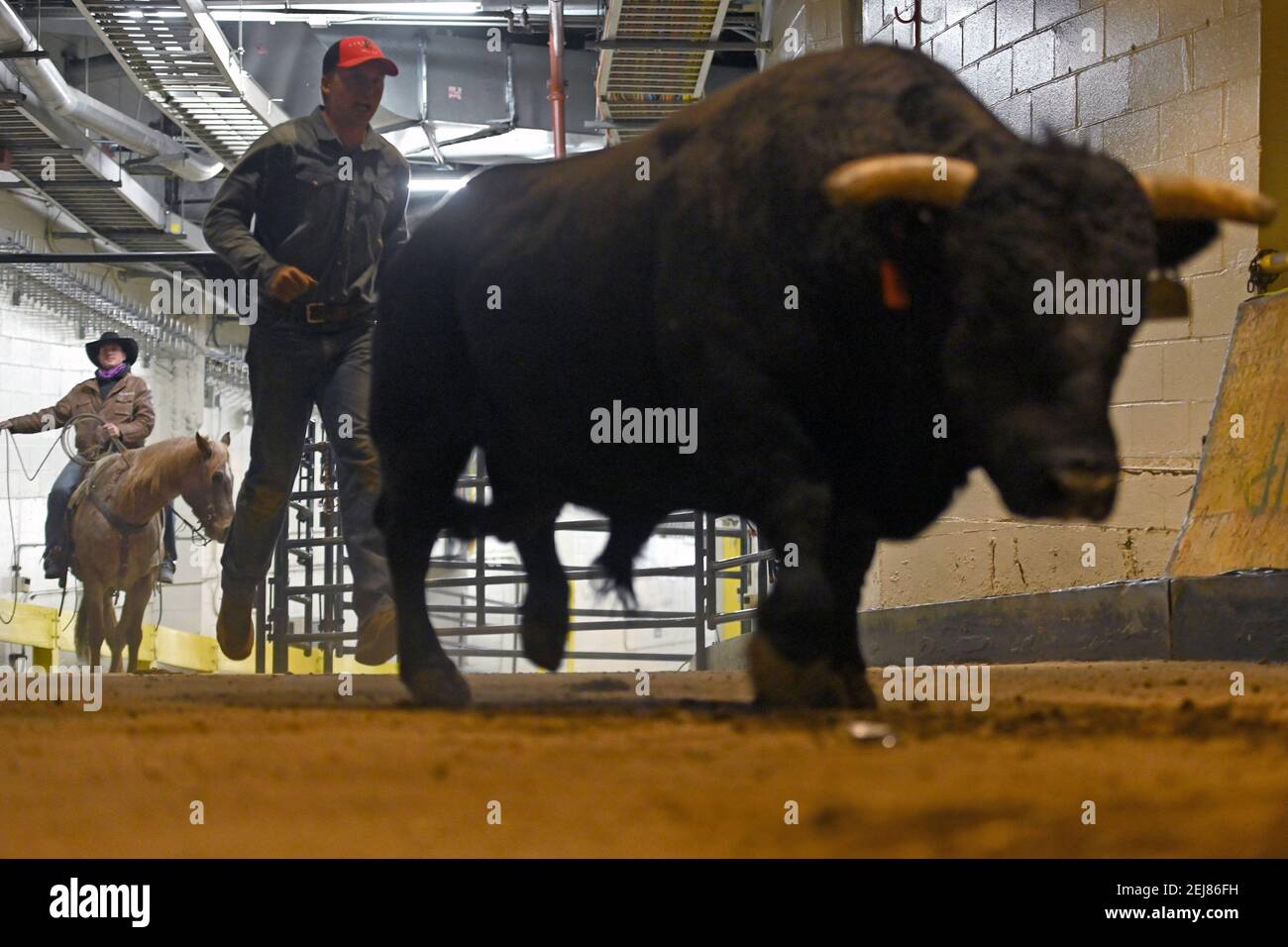 A bull is seen being loaded in from its transport through a metal gated ...