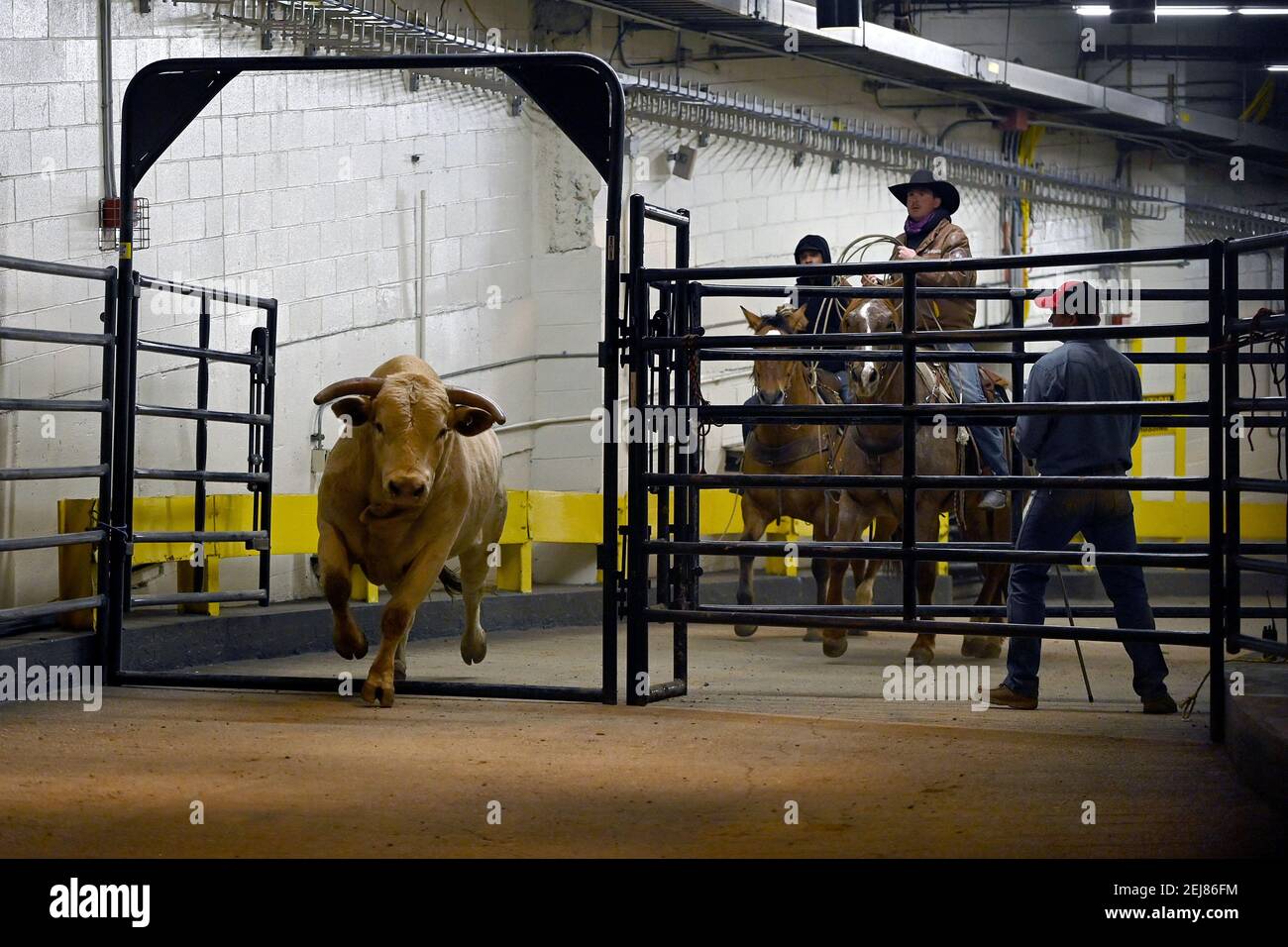 A bull is seen being loaded in from its transport through a metal gated ...