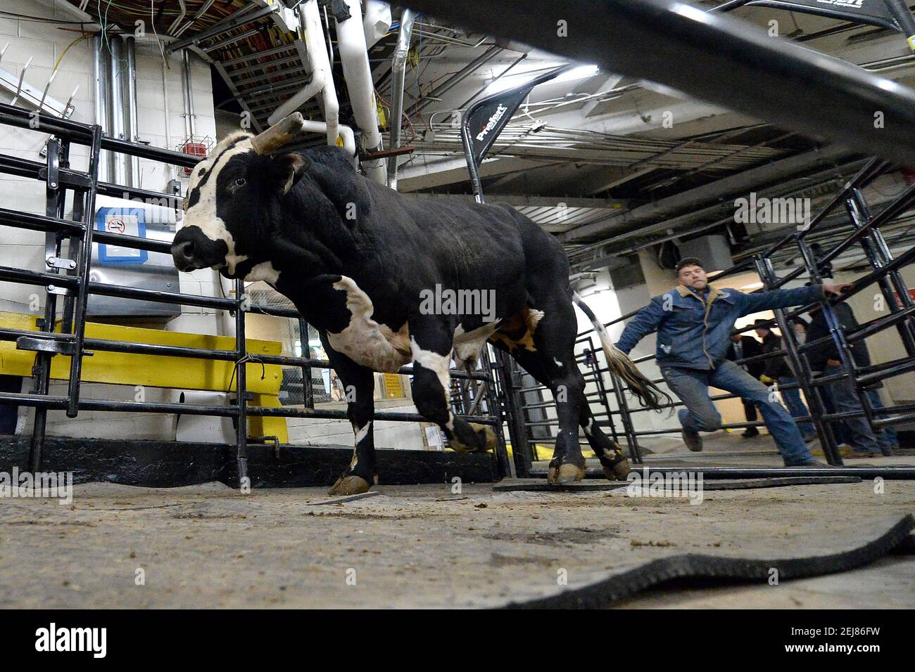 A bull is seen being loaded in from its transport through a metal gated ...