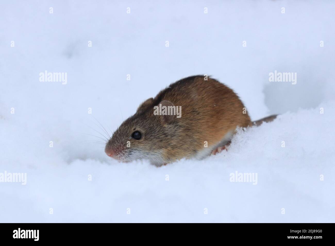 striped field mouse Stock Photo - Alamy