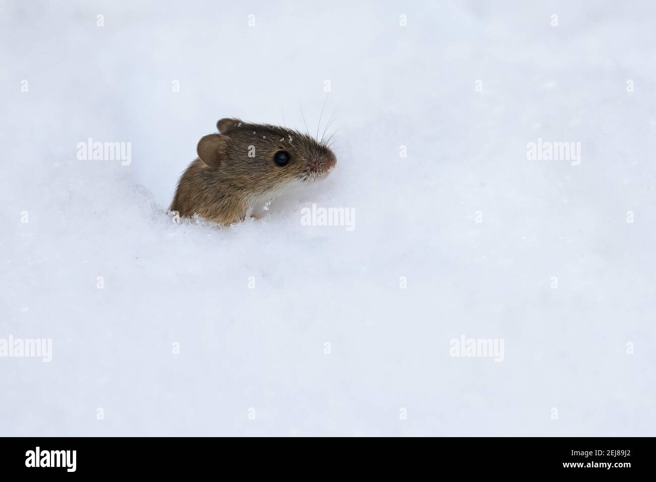 striped field mouse Stock Photo - Alamy