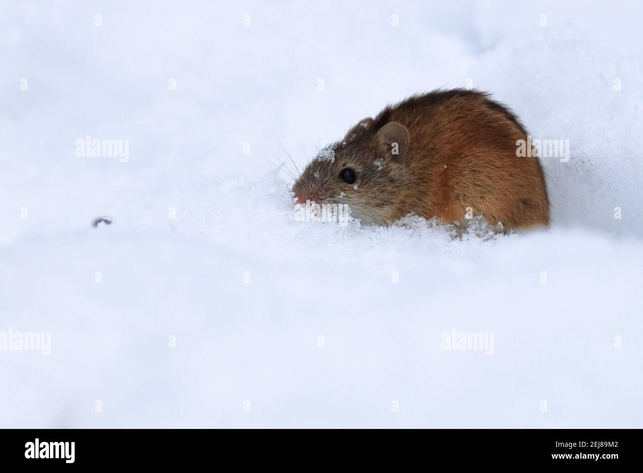 striped field mouse Stock Photo - Alamy
