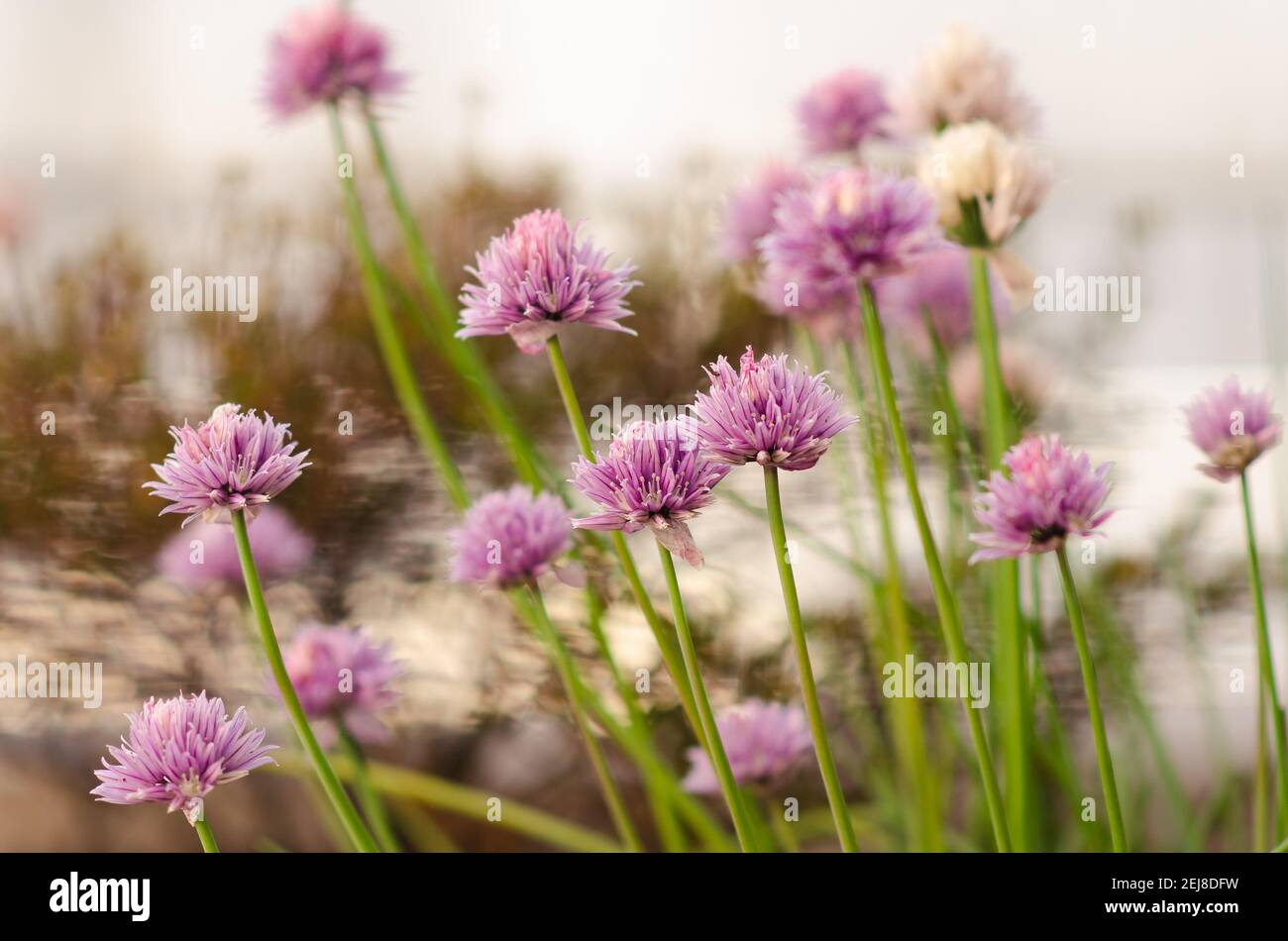 Onion chive flowers hi-res stock photography and images - Alamy
