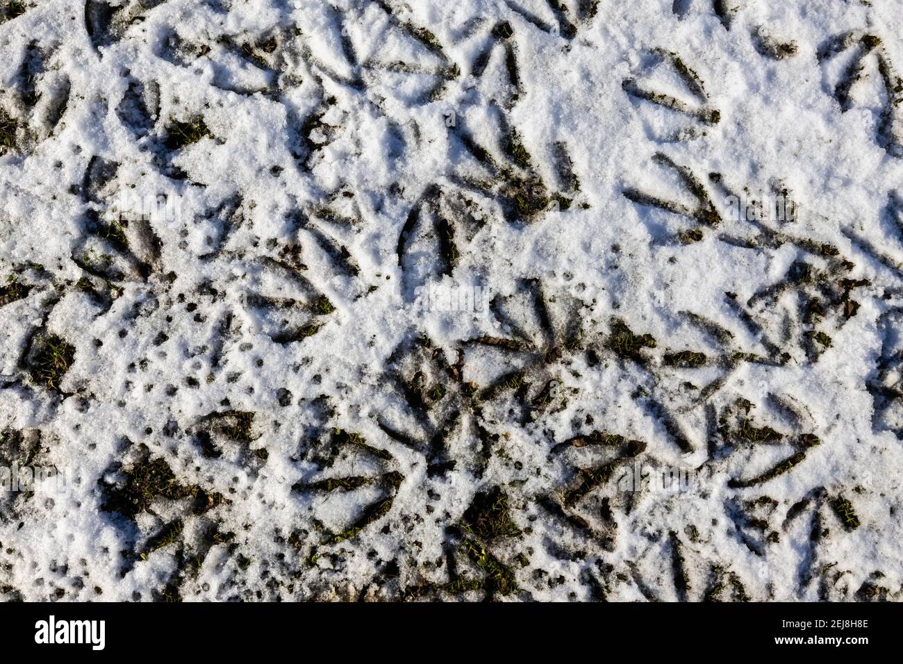 Geese footprints hi-res stock photography and images - Alamy