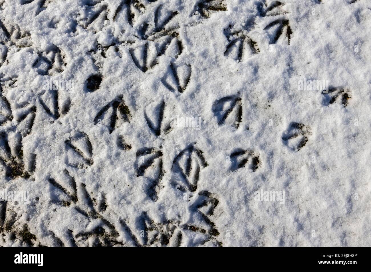 Birdlife cold weather hi-res stock photography and images - Alamy