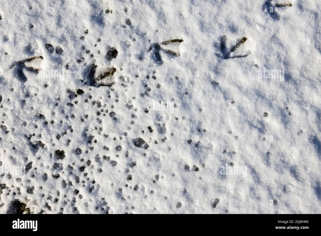 Multiple bird footprints of Canada geese (Branta canadensis) in soft ...