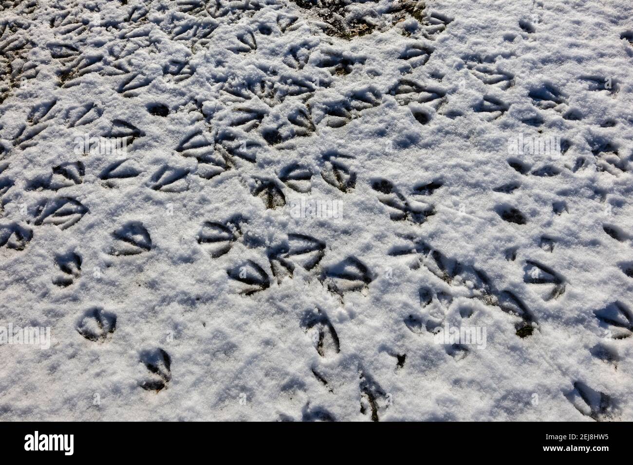 Goose tracks hi-res stock photography and images - Alamy