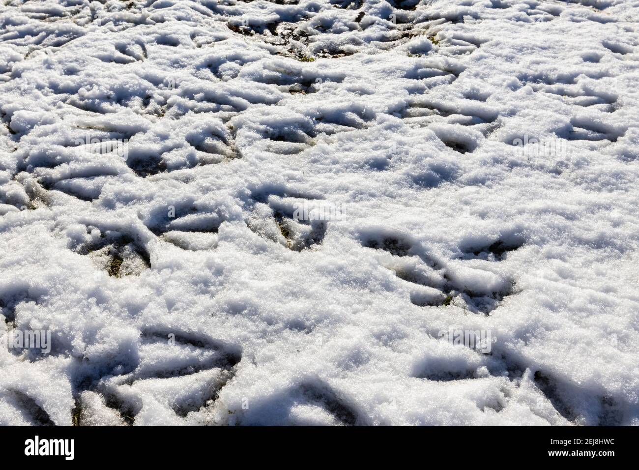 Geese footprints hi-res stock photography and images - Alamy