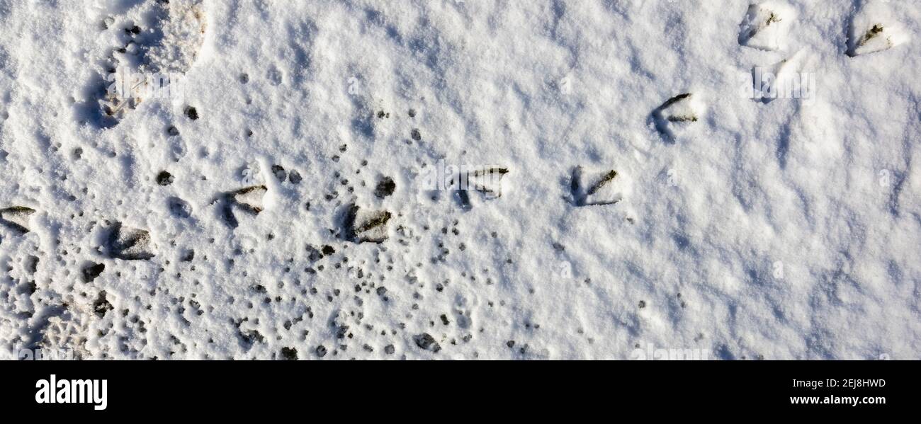 Geese footprints hi-res stock photography and images - Alamy