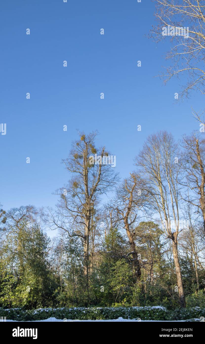 Leafless deciduous trees with typical spherical balls of parasitic ...