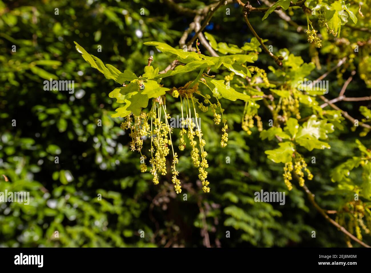 Long, yellow hanging catkins of an English oak tree (Quercus robur) and ...