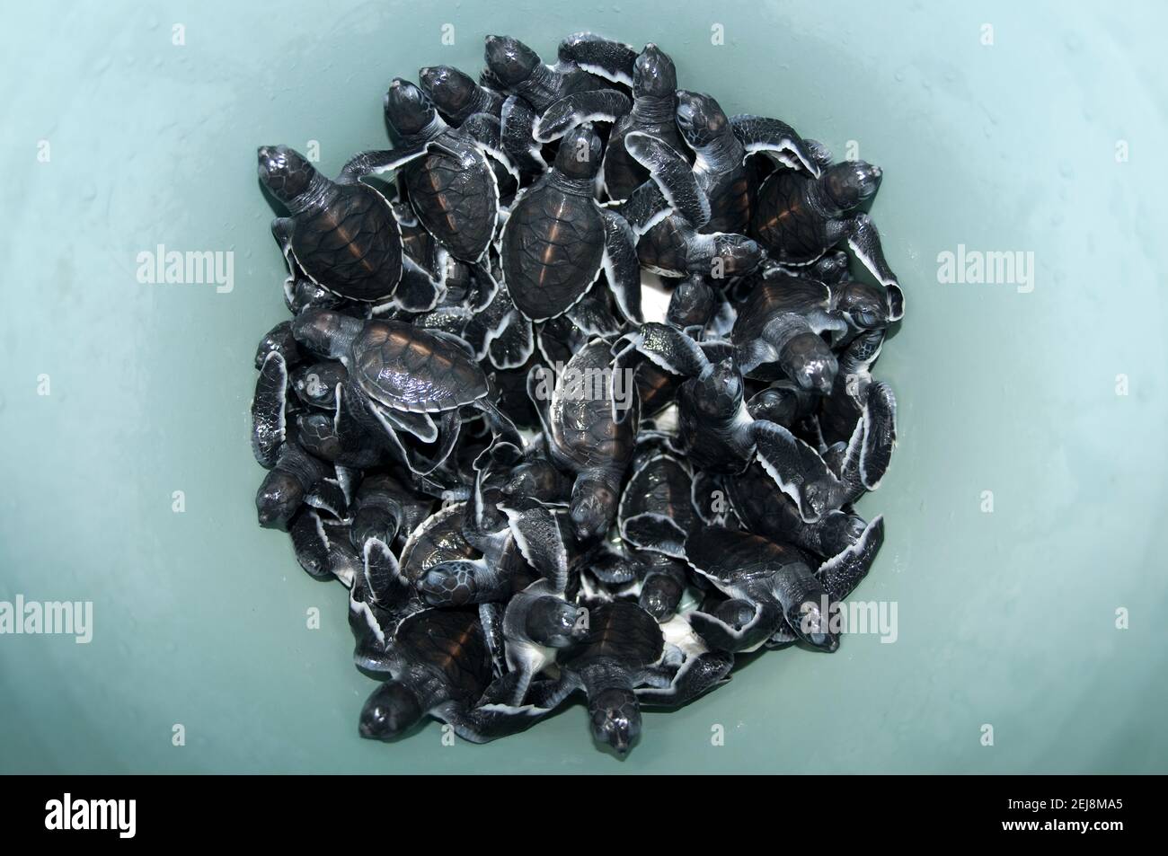 Bale of Baby Green Turtles, Chelonia mydas, in bucket, waiting to be ...