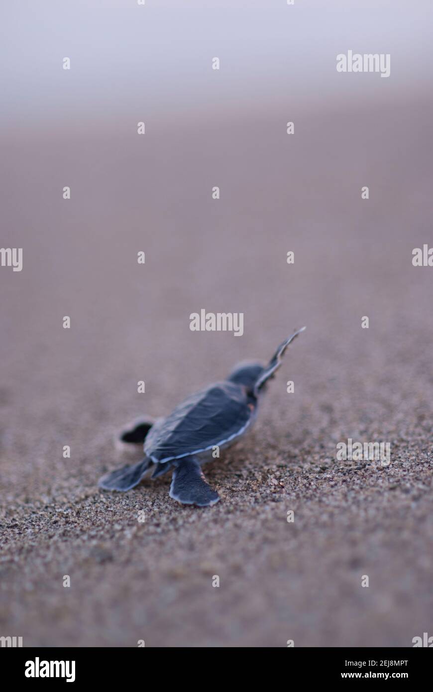 Green Turtle, Chelonia mydas, recently laid eggs Sukamade beach, East ...