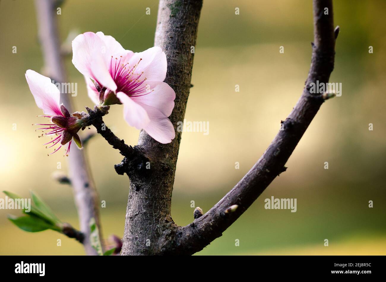 Almond bush hi-res stock photography and images - Alamy