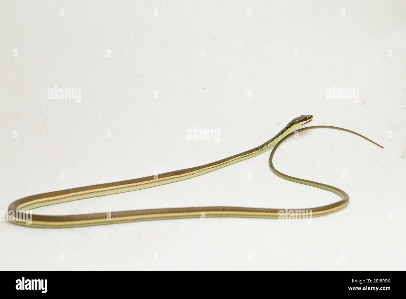 Painted bronzeback snake (Dendrelaphis pictus) isolated on white ...