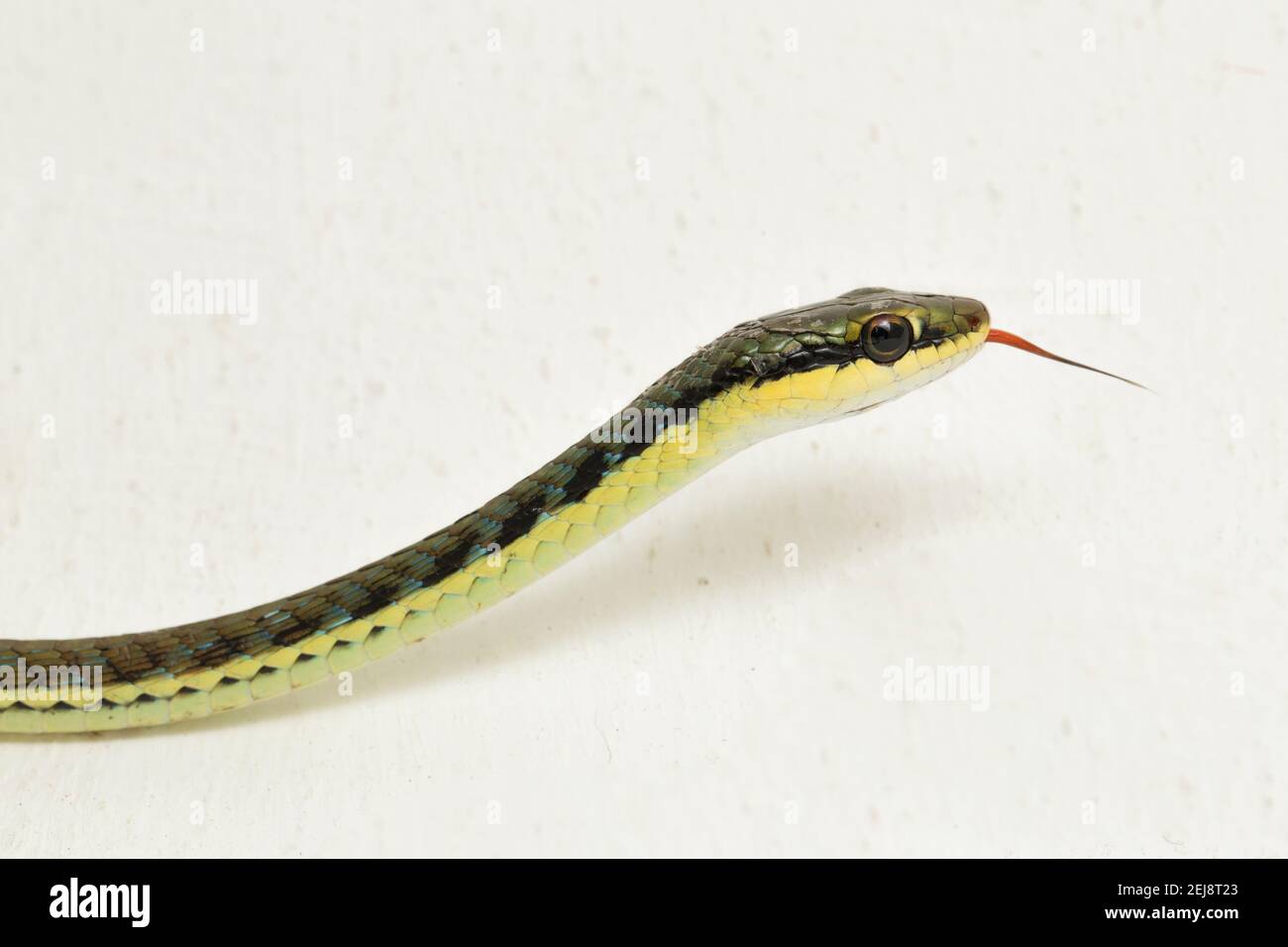 Painted bronzeback snake (Dendrelaphis pictus) isolated on white ...