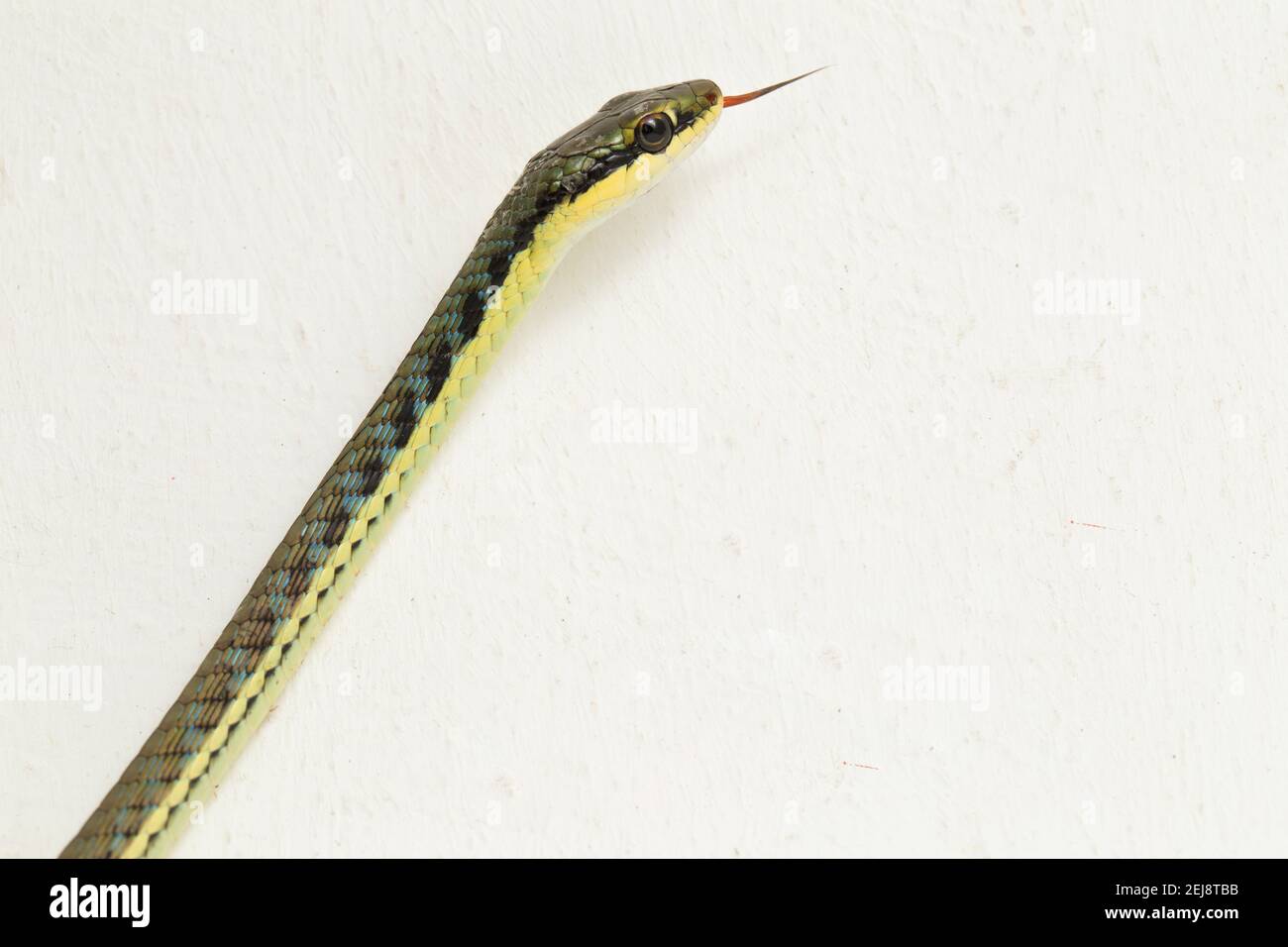 Painted bronzeback snake (Dendrelaphis pictus) isolated on white ...