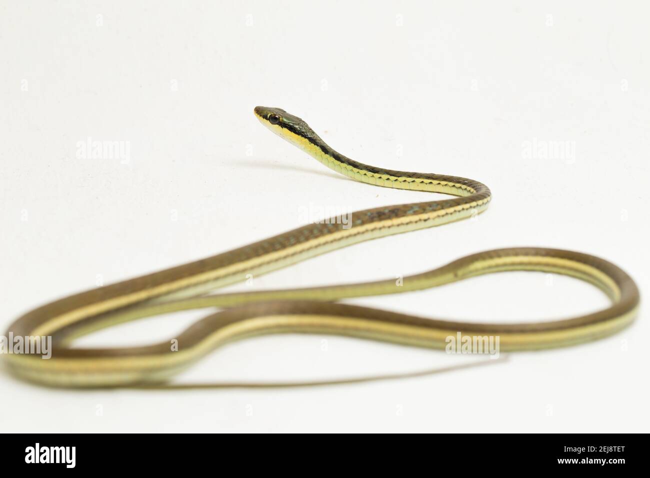 Painted bronzeback snake (Dendrelaphis pictus) isolated on white ...